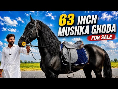 Mushka ghoda For sale | 63 Inch Jet Black Horse For Sale in Sialkot | Mushka Stallion Pakistan 