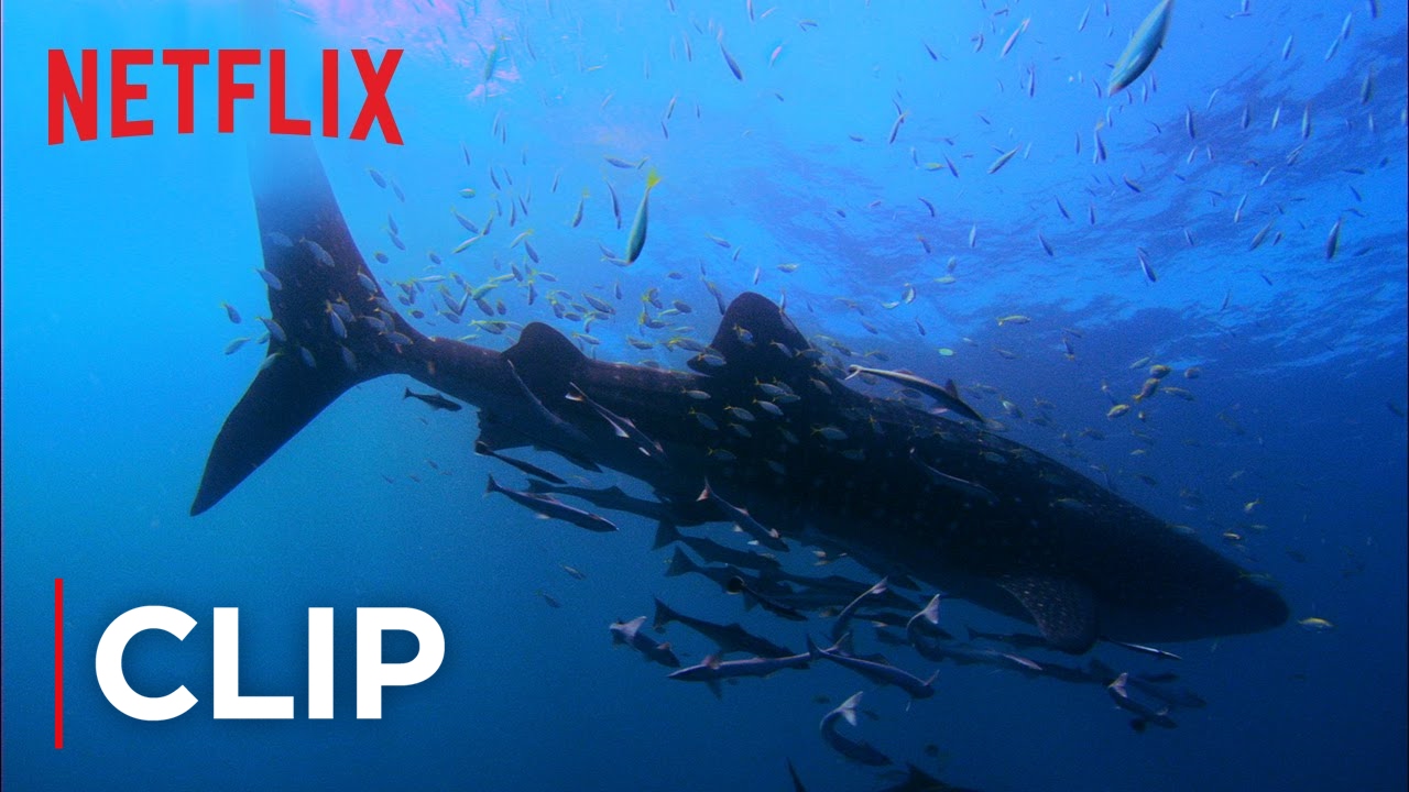 Mission Blue | Clip - Swimming with Whale sharks [HD] | Netflix - YouTube