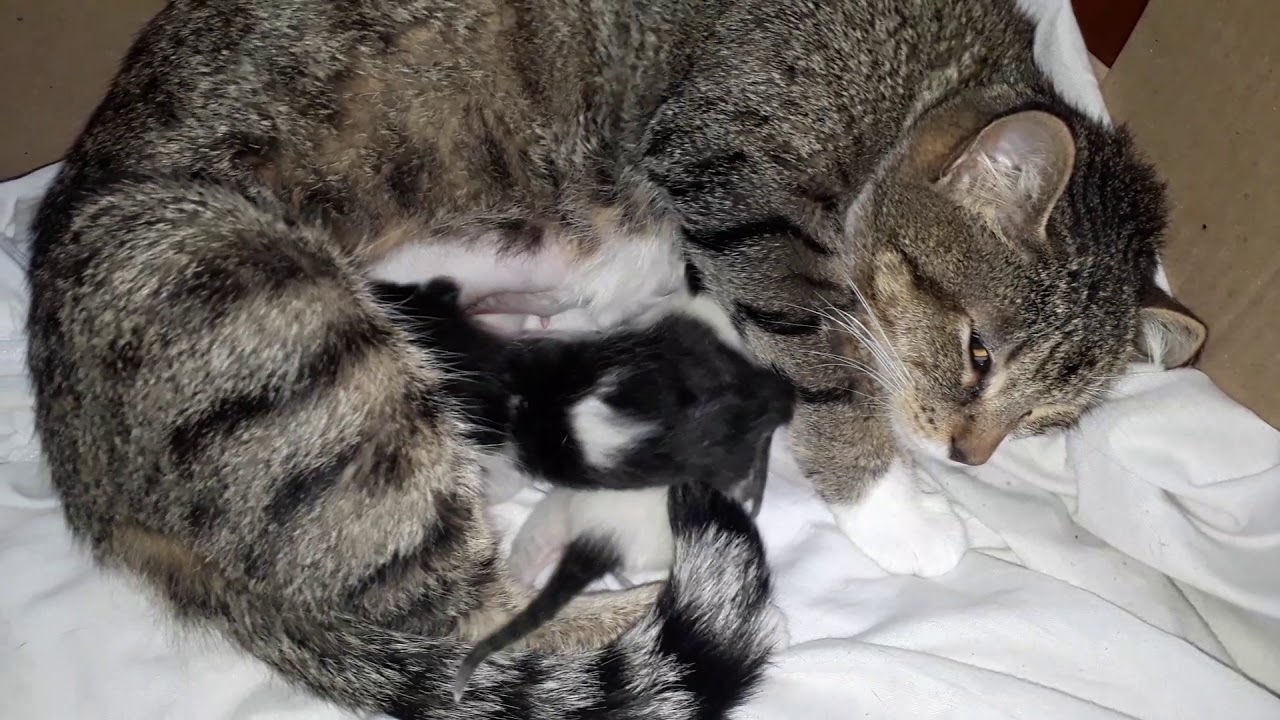 Gatitos recien nacidos y cesarea gata - YouTube