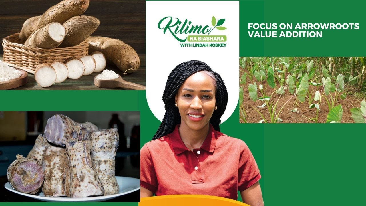 Focus On Arrowroots Value Addition | Kilimo na Biashara - YouTube