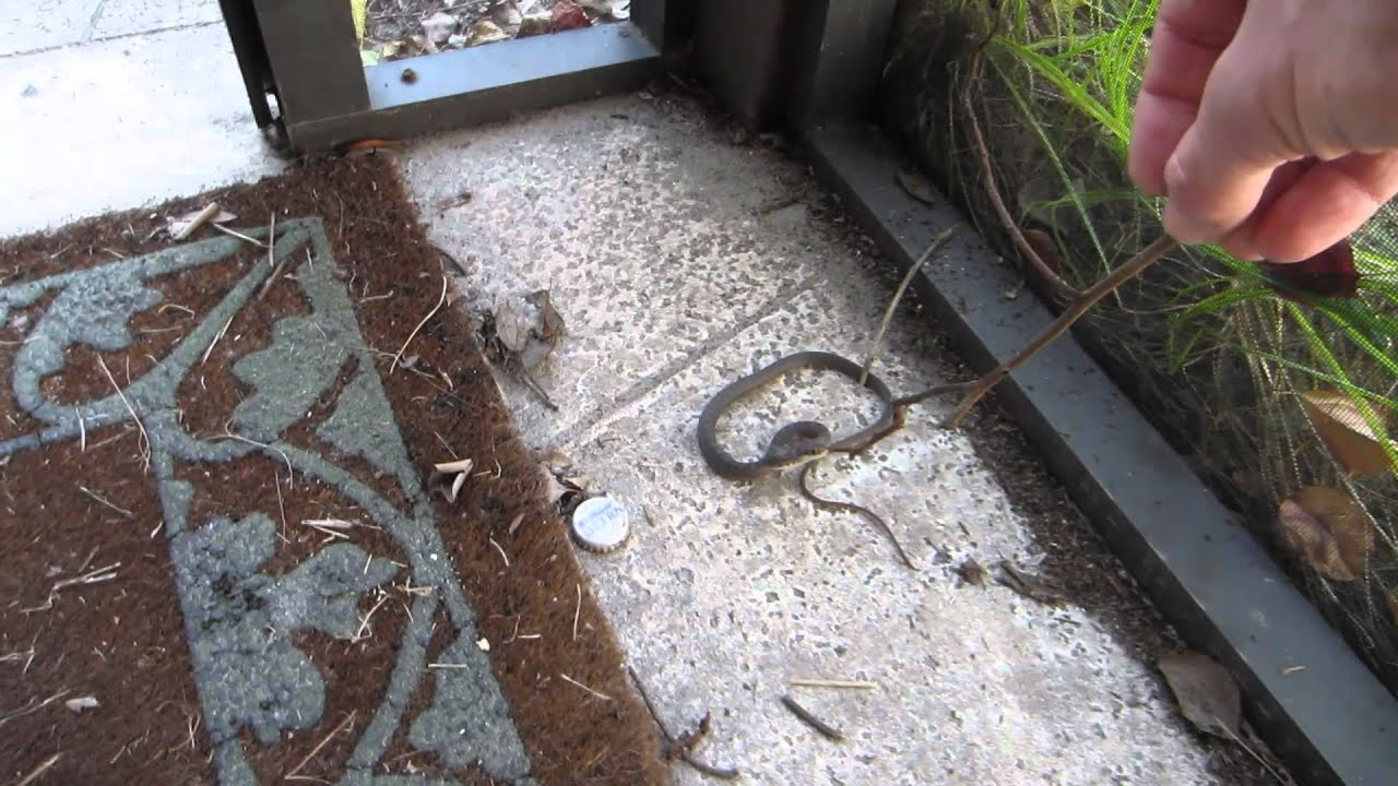 Getting Bit By A Snake!!! (12.22.11) - YouTube
