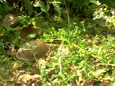 God's Little Creatures - YouTube