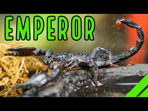 How To Care For The Emperor Scorpion Pandinus imperator