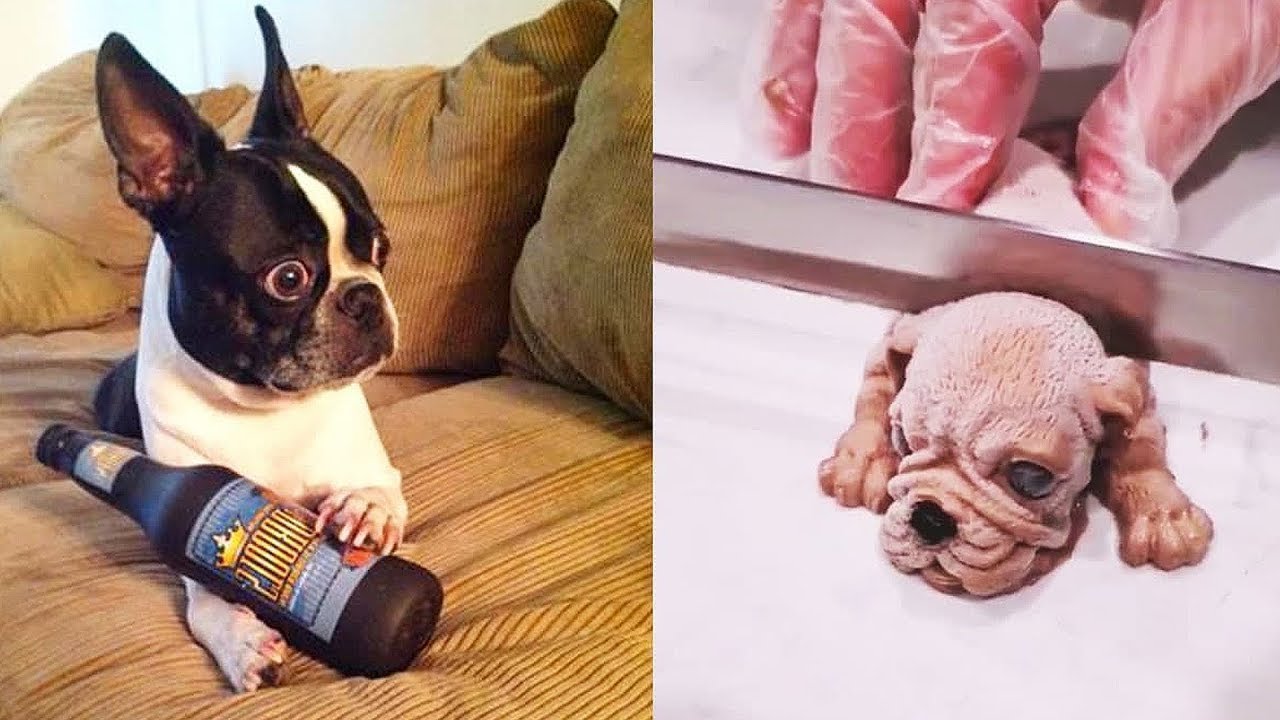 Dog Reaction to Cake Cutting Funny Dog Reaction to Cake 1080p - YouTube
