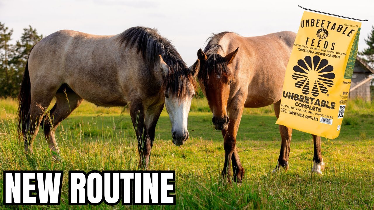 Switching My Horse’s Feed! Complete Unbeetable Pellets- All Forage ...