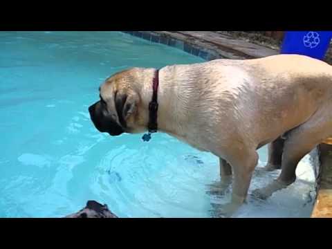 Mastiff jumping in the pool slow motion - YouTube
