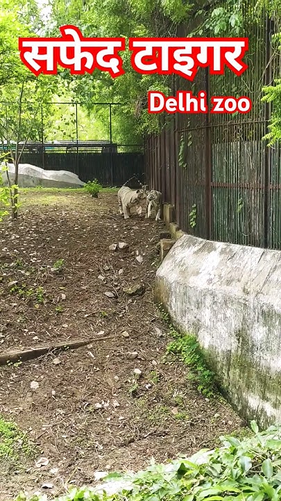 Delhi zoo | Delhi ka Zoo | दिल्ली का चिड़ियाघर | full tour #delhizoo # ...