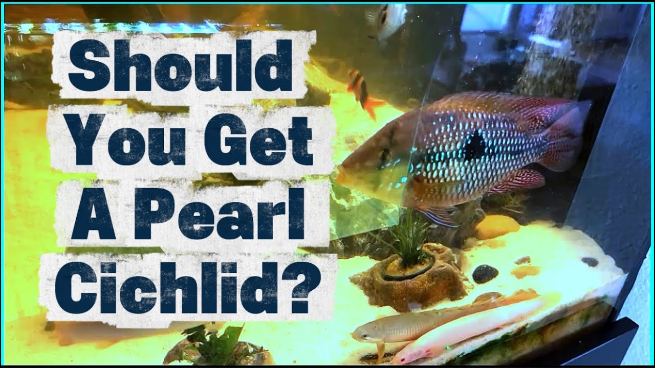 Should You Get A Pearl Cichlid? - YouTube