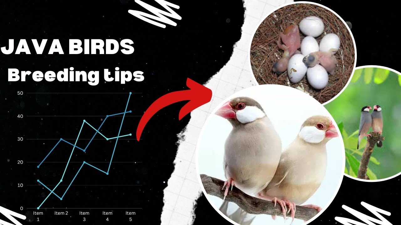 Java birds breeding tips | java birds breeding season | All information about java sparrow ...