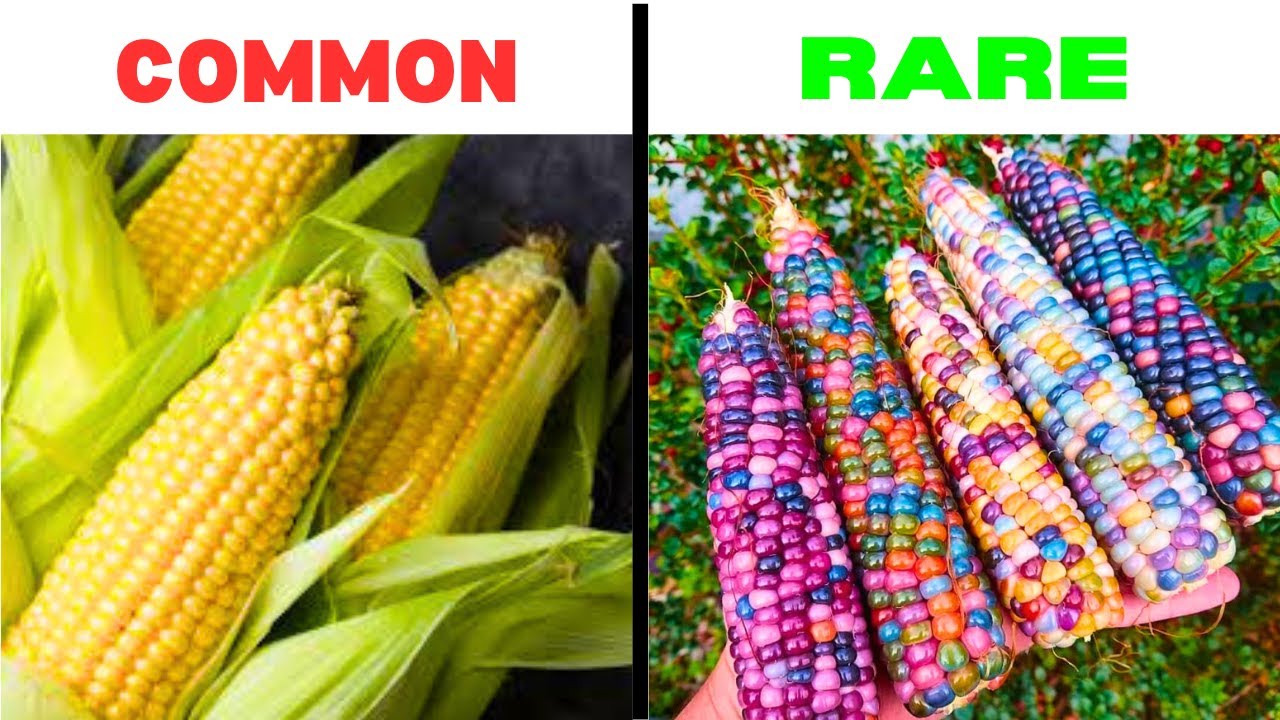 Rarest corn in the world? and many amazing facts in Hindi. - YouTube