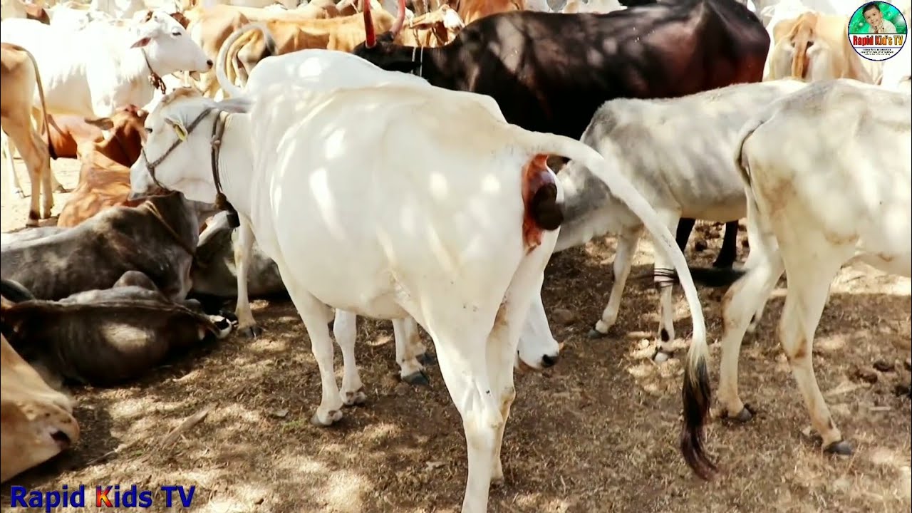 Real Cows Video | Cow Videos | Cow Videos for Funny - YouTube