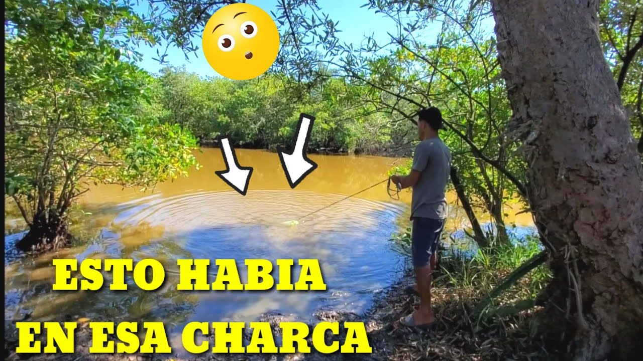lanzo la atarraya y esto es lo que había en esta charca😱😱 - YouTube
