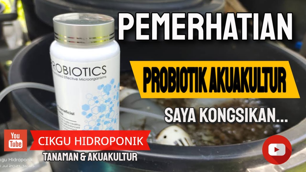 SERBUK PROBIOTIK DALAM KAPSUL MERENDAHKAN AMMONIA & STABILKAN AIR ...