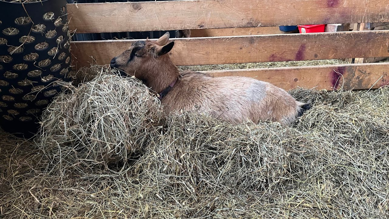 Ginger is in labor | baby goat video tomorrow | goat signs of ...