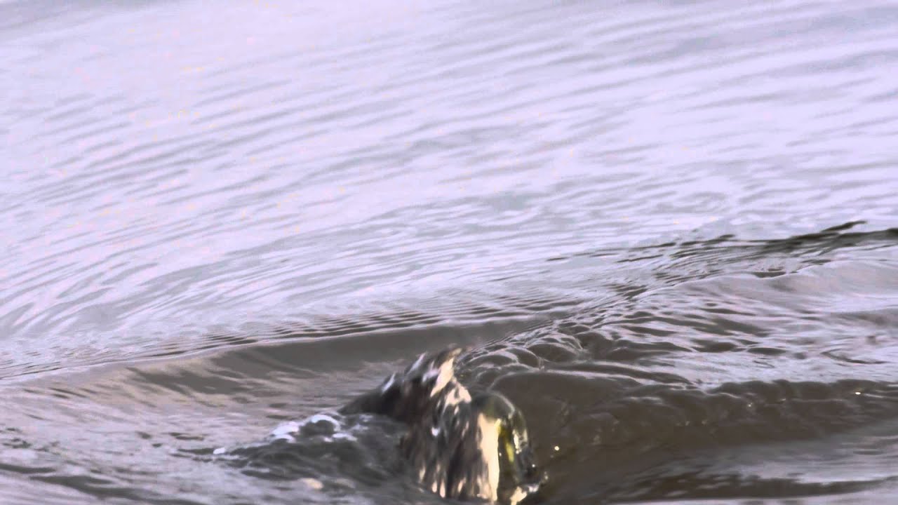 Western Grebe Diving - YouTube