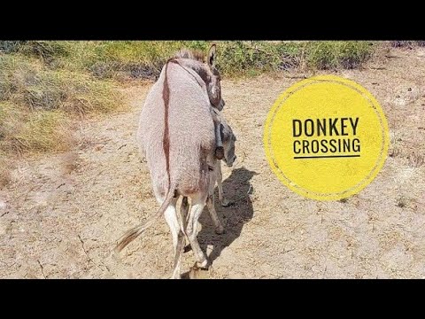 Donkey mating season animal crossing 