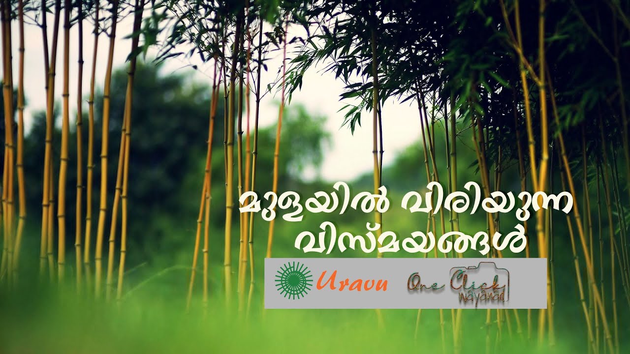 മുളയിൽ വിരിയുന്ന വിസ്മയങ്ങൾ | URAVU WAYANAD | Sustainable Livelihoods ...