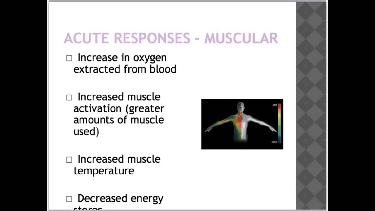 Physiological Responses To Exercise YouTube physiological-responses-to-exercise-youtube