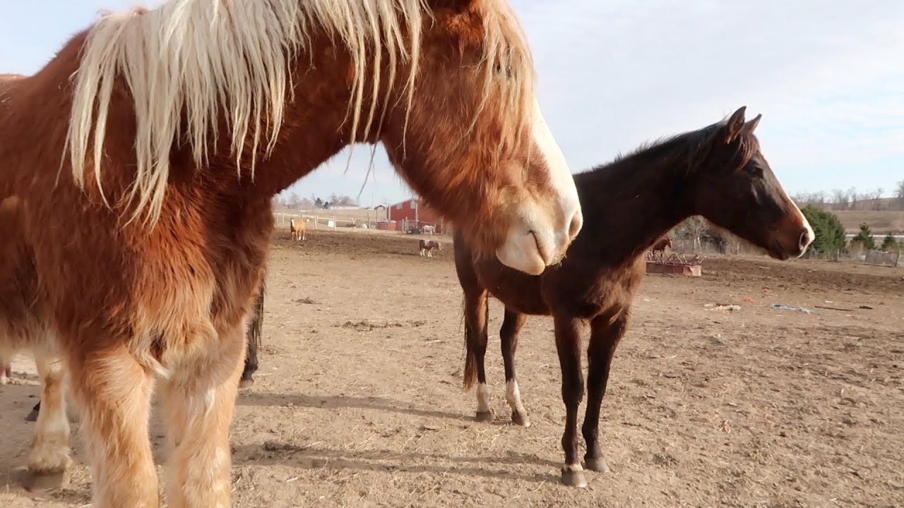 The Horses are Getting excited for Spring Pasture!! - YouTube