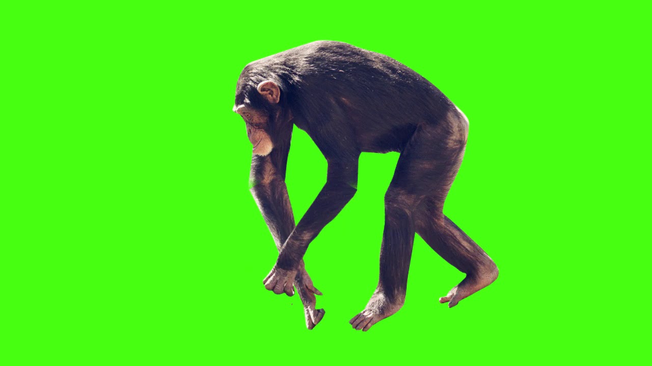 CHIMPANZEE WALK- GREEN SCREEN VIDEO - YouTube
