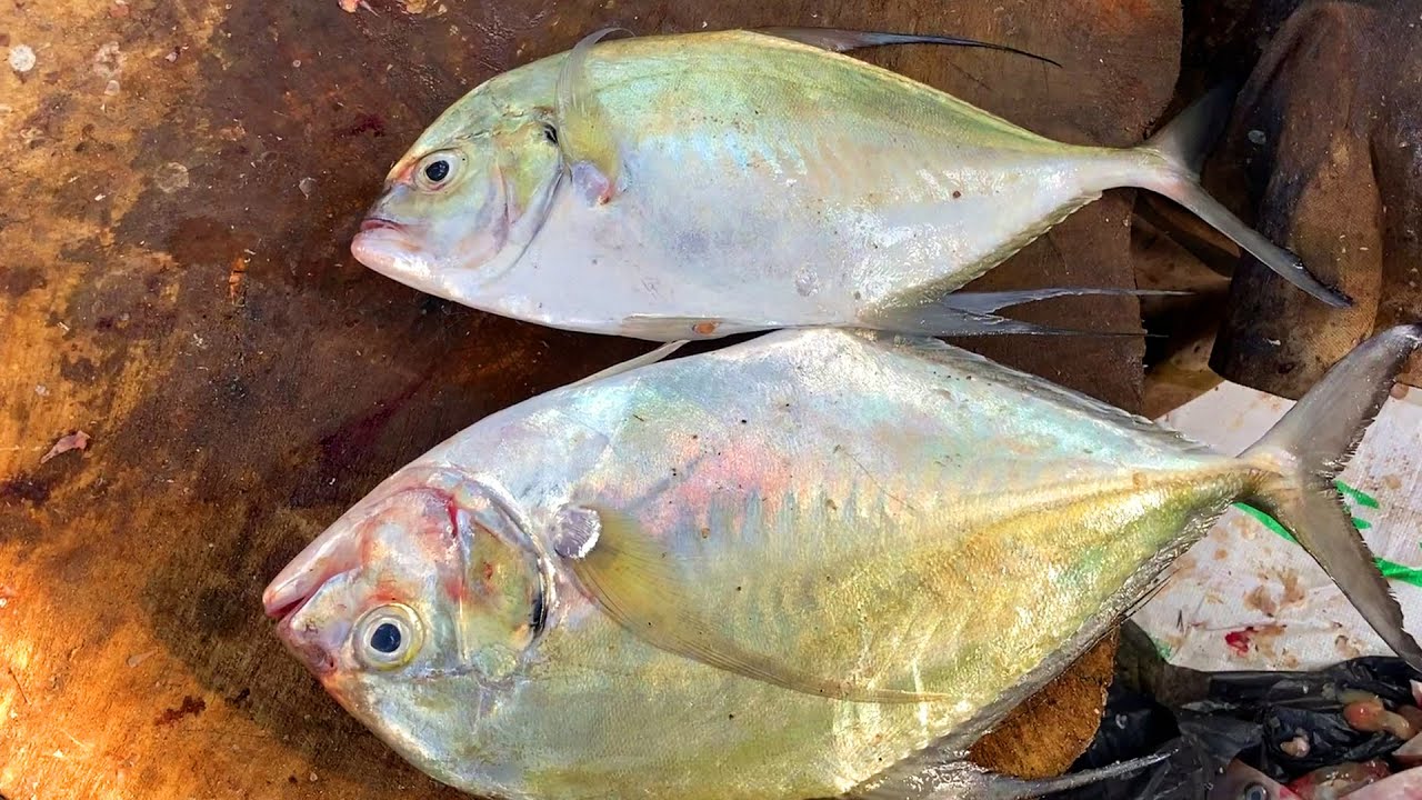 1500 Rs/ $20.20, Fresh Paarai Fish Cutting& Chopping in Indian Fish ...