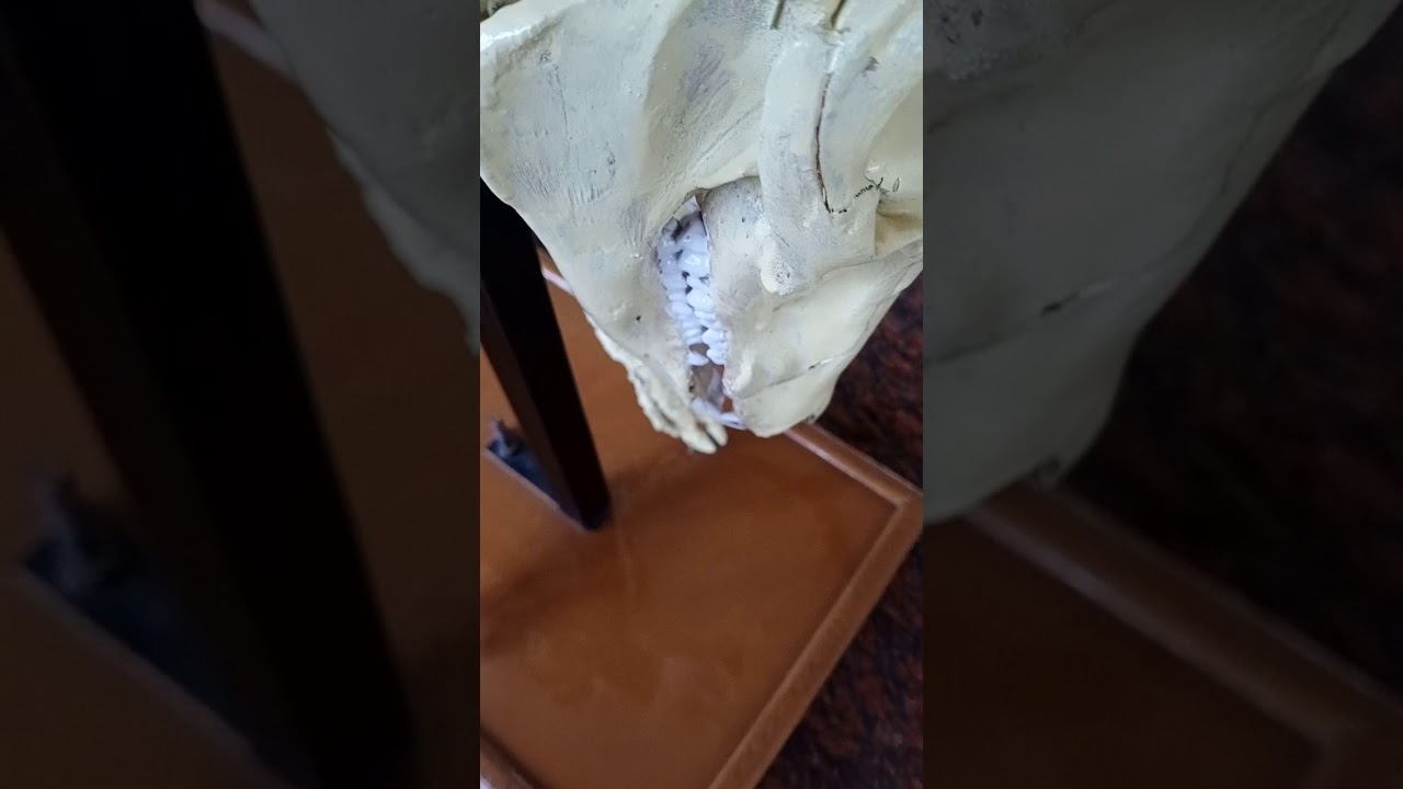 Humerus of Pig - YouTube