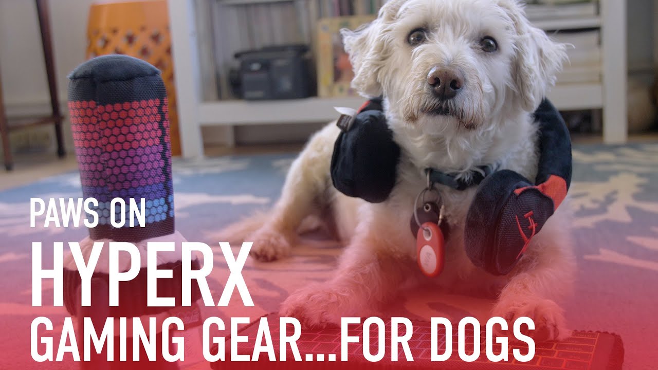 Press Paws! With HyperX's Gamer Pet Toys, Your Pooch Can Be an Esports ...