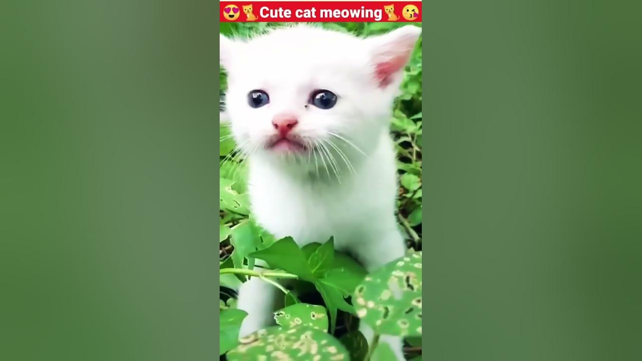 Cute cat meowing - YouTube
