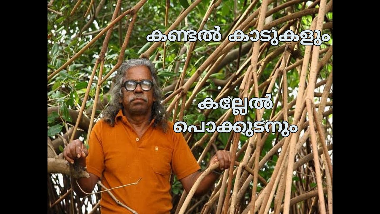 കണ്ടൽ കാടുകൾ I Mangrove Forest I Kerala Kandal Kadukal I Kallel Pokudan ...