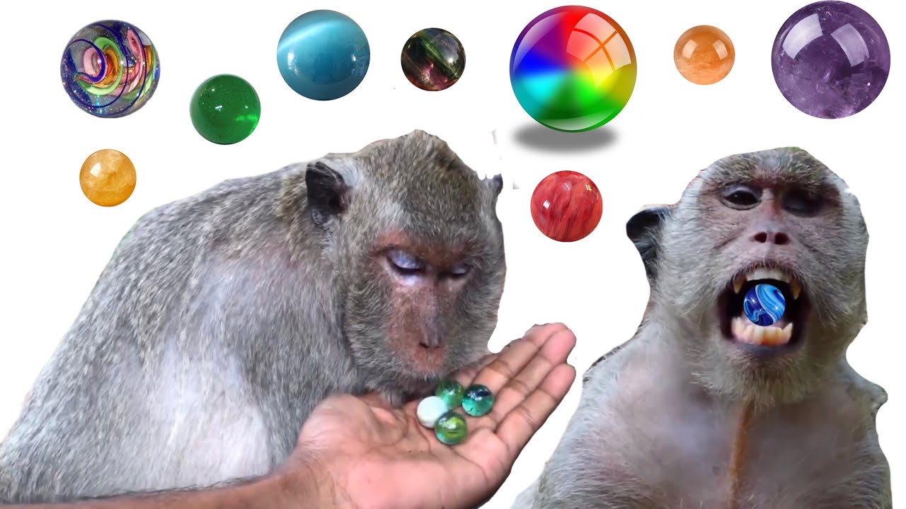 Why would you feed monkeys marbles?? Monkeys & Marbles - part 1 - YouTube