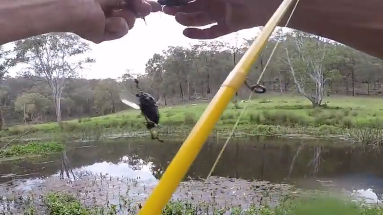 Surface Fishing for Bass with Profishent Tackle Humbug Cicada Lures ...