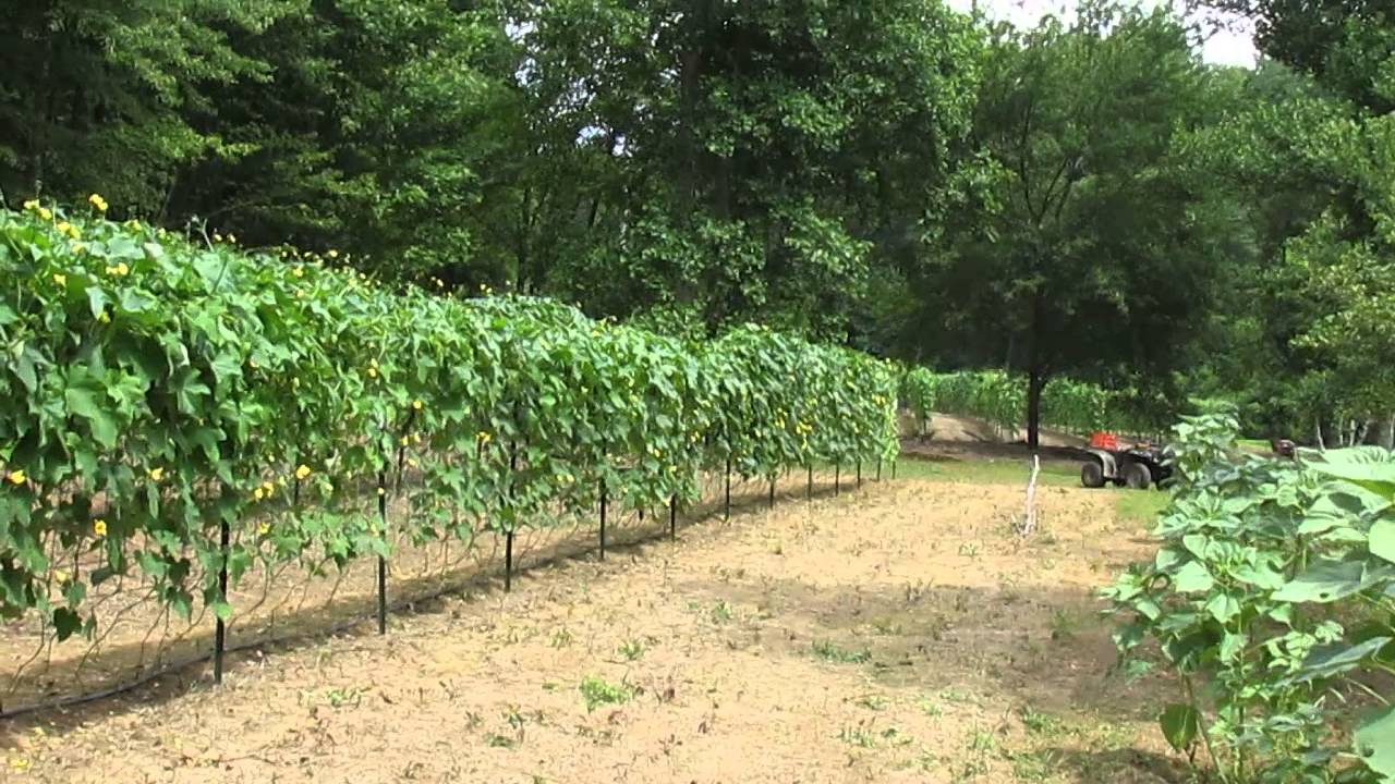 Luffa and Giant Sunflower Update July 12, 2014 at Luffa Ranch - YouTube