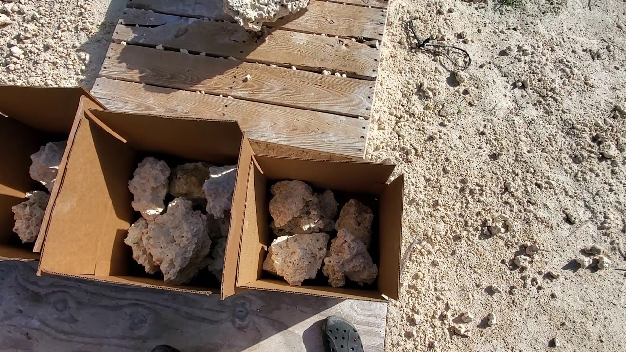 Dry Reef Rock Orders Going Out- Addictive Reef Keeping - YouTube