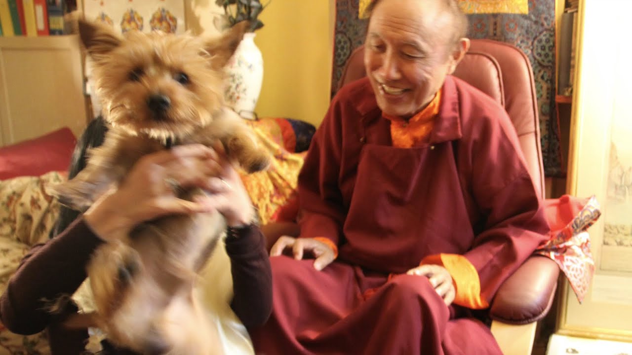 A dog called Madness - Refuge for Animals by Lama Chime Rinpoche - YouTube