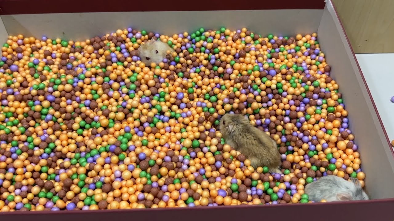Cute Hamster: Hamsters play catch inside a box containing thousands of ...