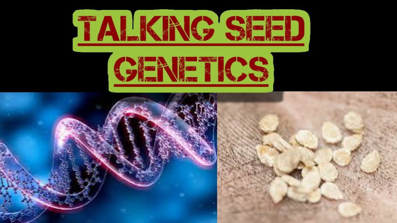Seed Genetics to maximize yield - YouTube