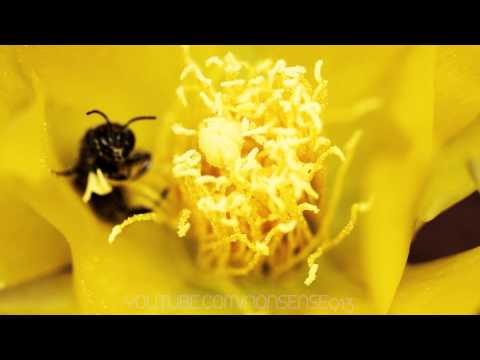 Spring Feast (Nonsense Instrumental)