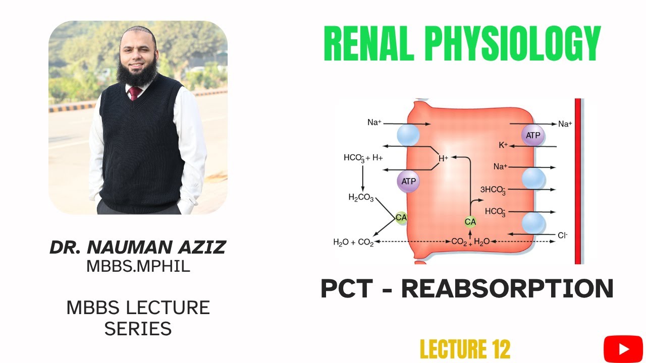REABSORPTION ALONG PROXIMAL CONVOLUTED TUBULE (PCT) | RENAL PHYSIOLOGY ...