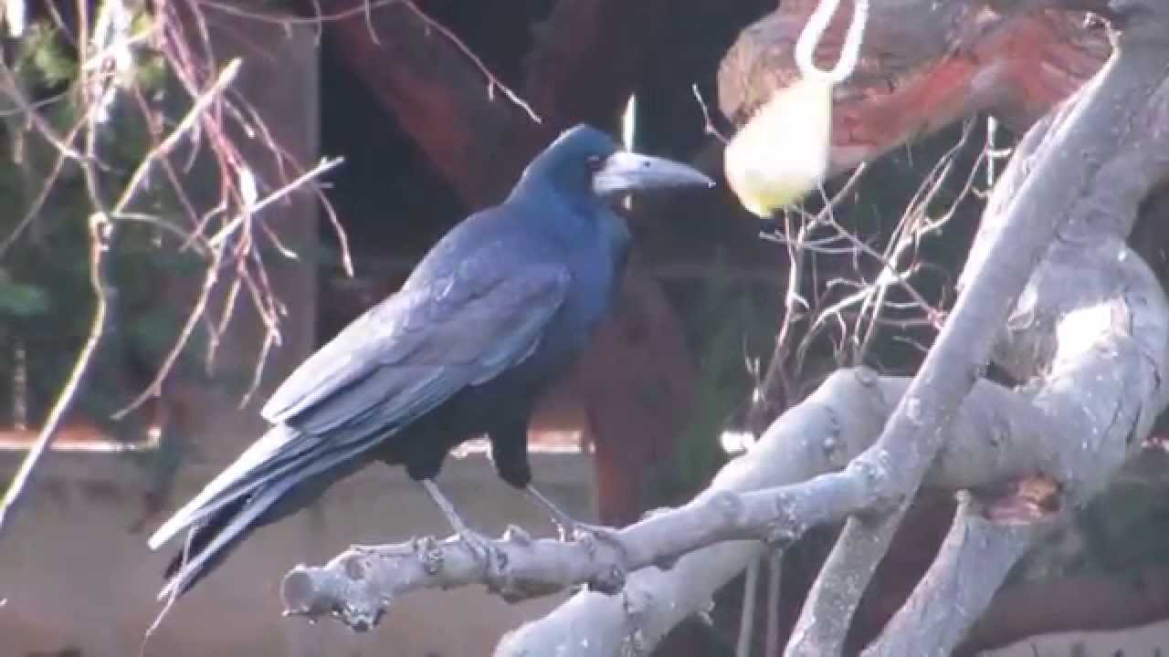 Crow crowd at our bird house - YouTube