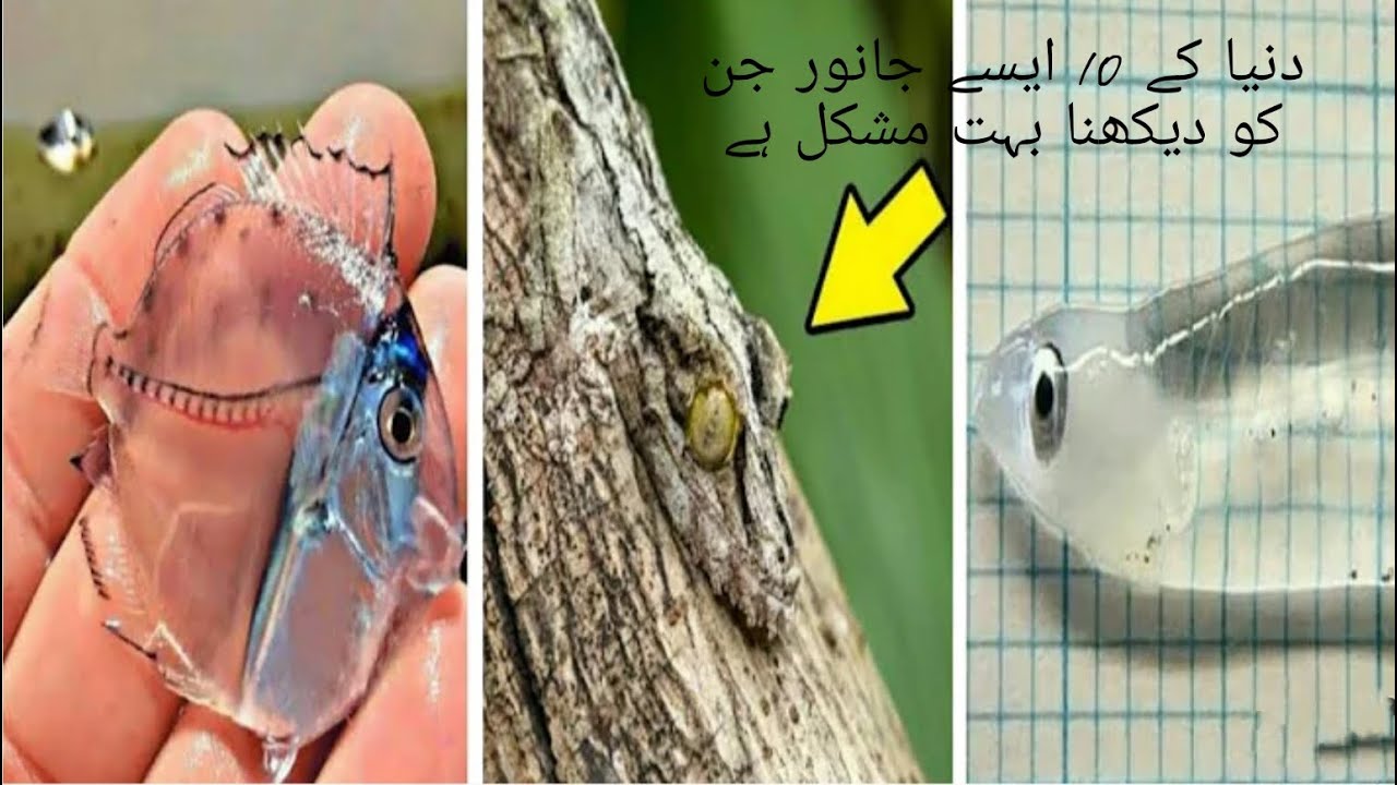 Top 10 Invisible Animals In The World - YouTube