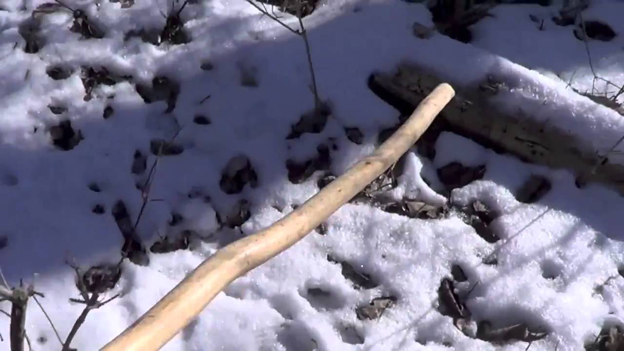 Hawk catches rabbit - YouTube