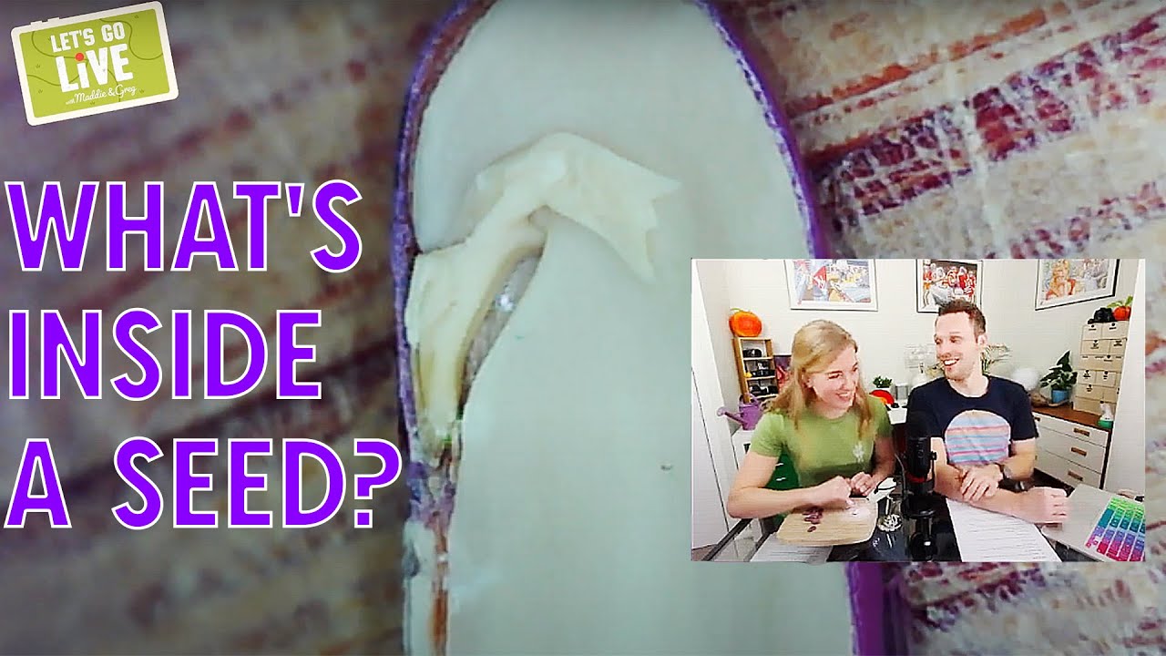 What's inside a Seed? + How to plant chillies & tomatoes | Science ...