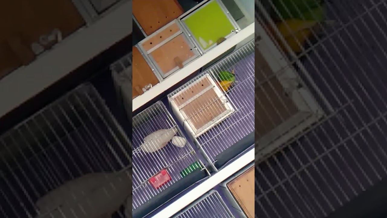 ALBS 2.....GREEN FISCHER X SABLE LUTINO MATING - YouTube