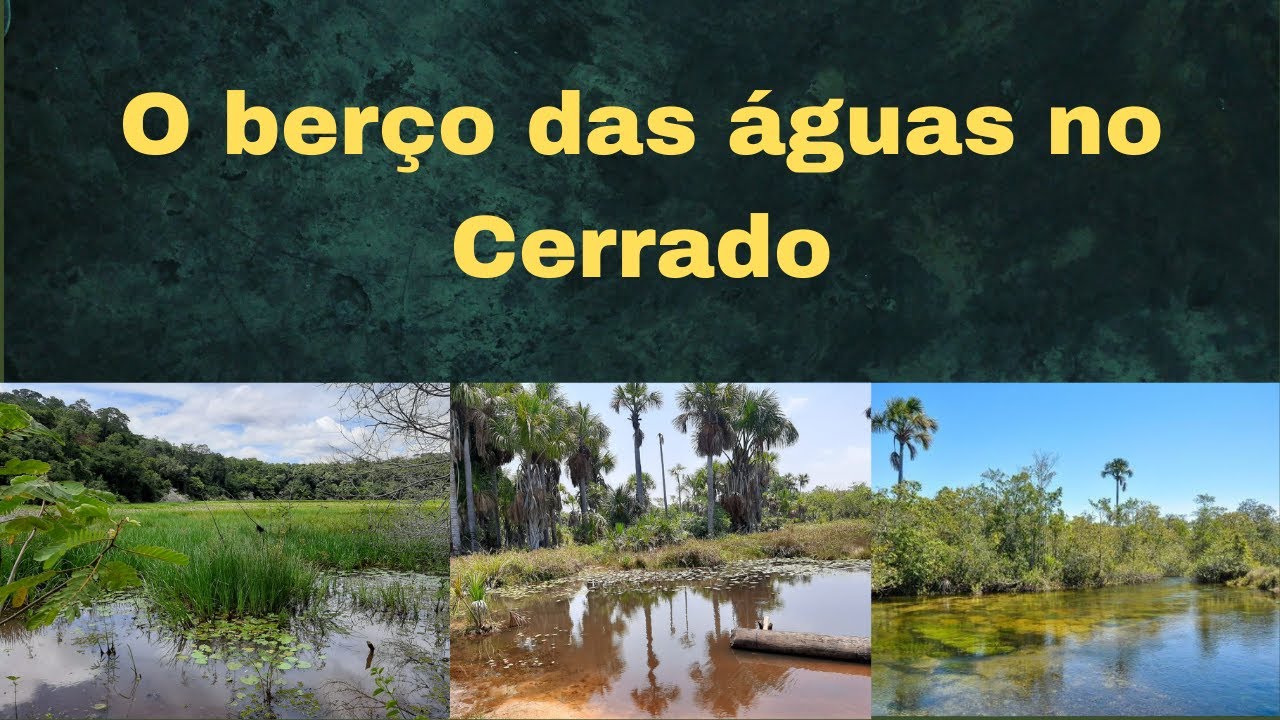 Bioma Cerrado, Veredas e o Buriti - YouTube