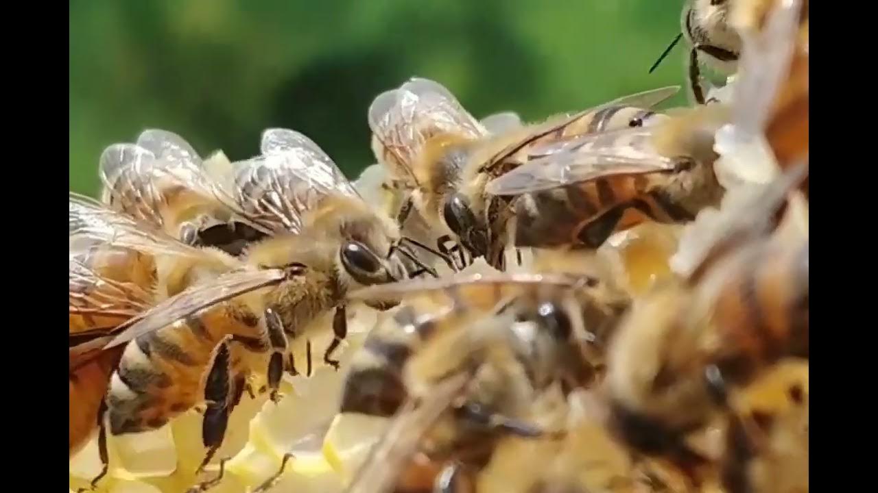 Comment les abeilles font-elles du miel ? : Les étapes de fabrication de miel - YouTube