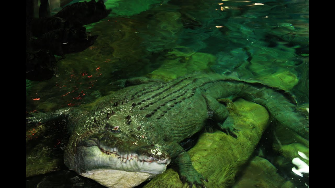 The Crocodilia Crocodylia Крокодил - YouTube