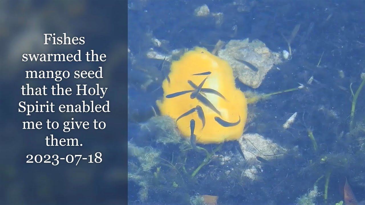 Fishes Swarmed the Mango Seed that the Holy Spirit Moved Me to Give to ...