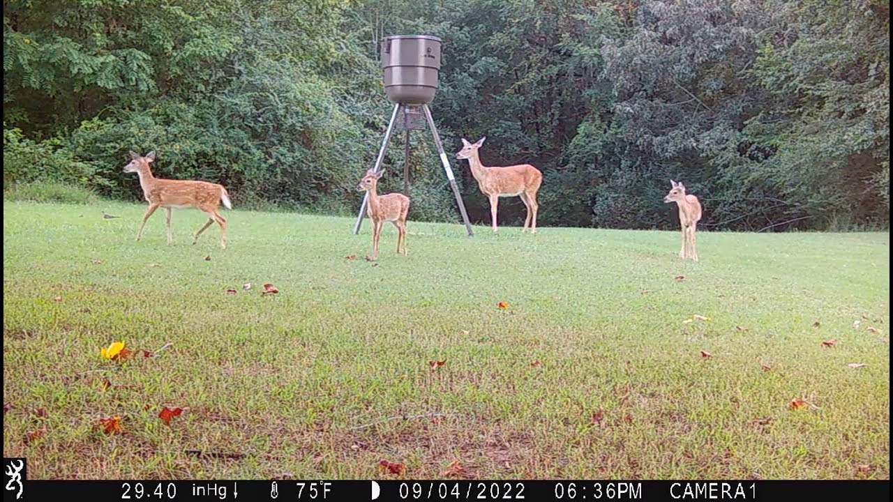 Browning Dark ops full HD Doe and triplets. - YouTube