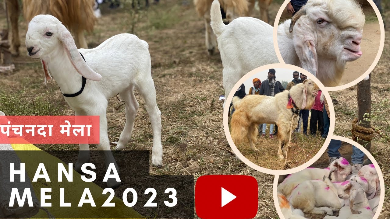 Hansa Bakro Ka Sabse Bada Mela Panchnada mela 27 November 2023 - YouTube