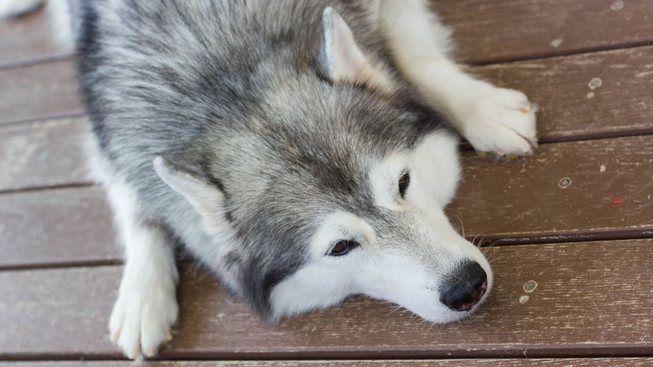 Are there any famous Siberian Huskies in history or pop culture - YouTube